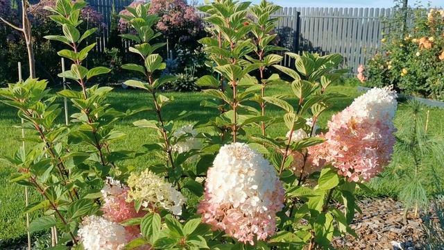 Пересорт? Не торопимся сомневаться в сорте растений. Гортензия #Строубери Блоссом из Пулков Сад