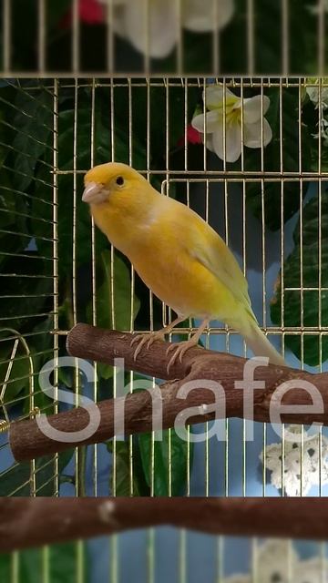 Молодой кенар