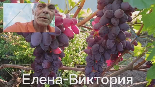 обзор и особенности виноградаФуршетный.-Елена Виктория.