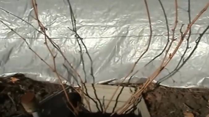 Когда обрезать виноград