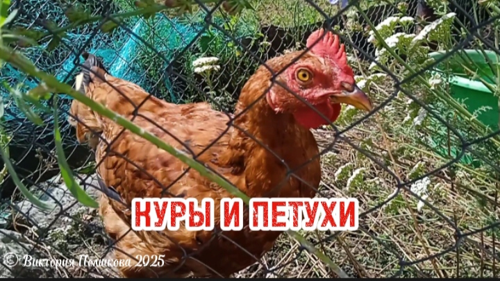 Куры и петухи на деревенском дворе, моя весёлая песенка