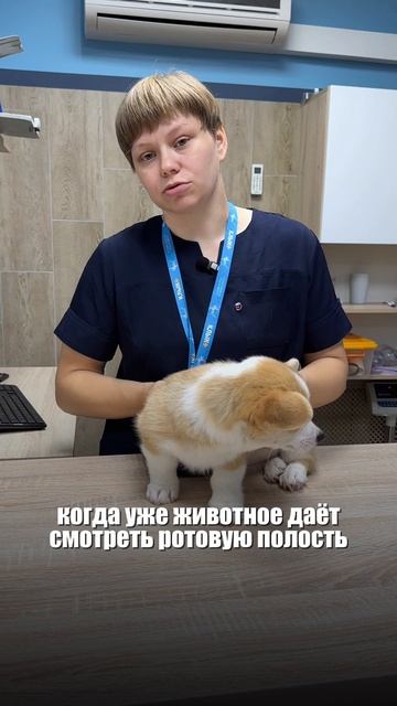 Как приучить чистить зубы собаке или кошке