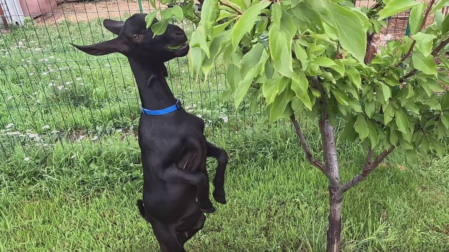 Рожки и копытца - в программе "Дело ведёт Мур-р-р"
