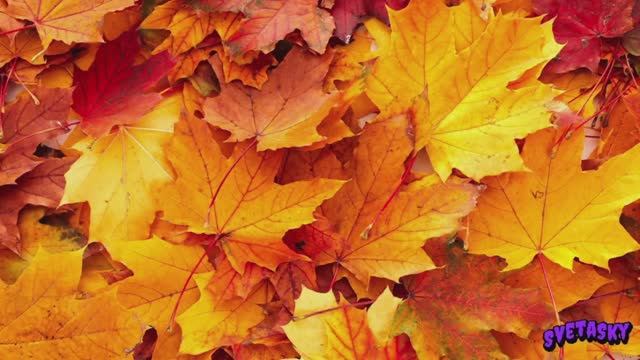 Стрим 12.09.2025_Разработка игры на движке Godot