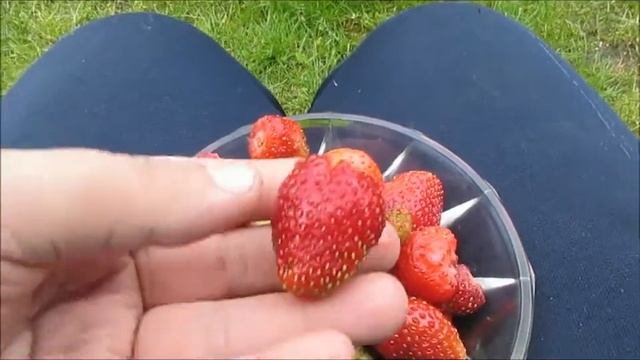 29-2017 Середина июля...  Дожди. ПЕРВЫЕ ЯГОДКИ! _ Elena Pero