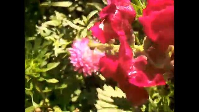 20-2016 КОРОЛЕВЫ нашего сада, МАЛИНОВОЕ варенье... Ням-ням!