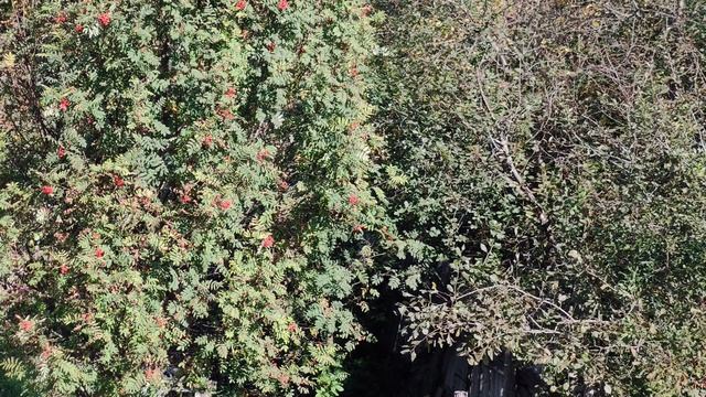 Ветер в деревне, сентябрьский день в деревне