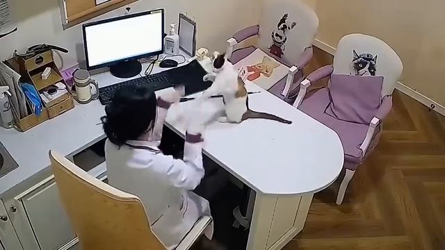 Смешные животные