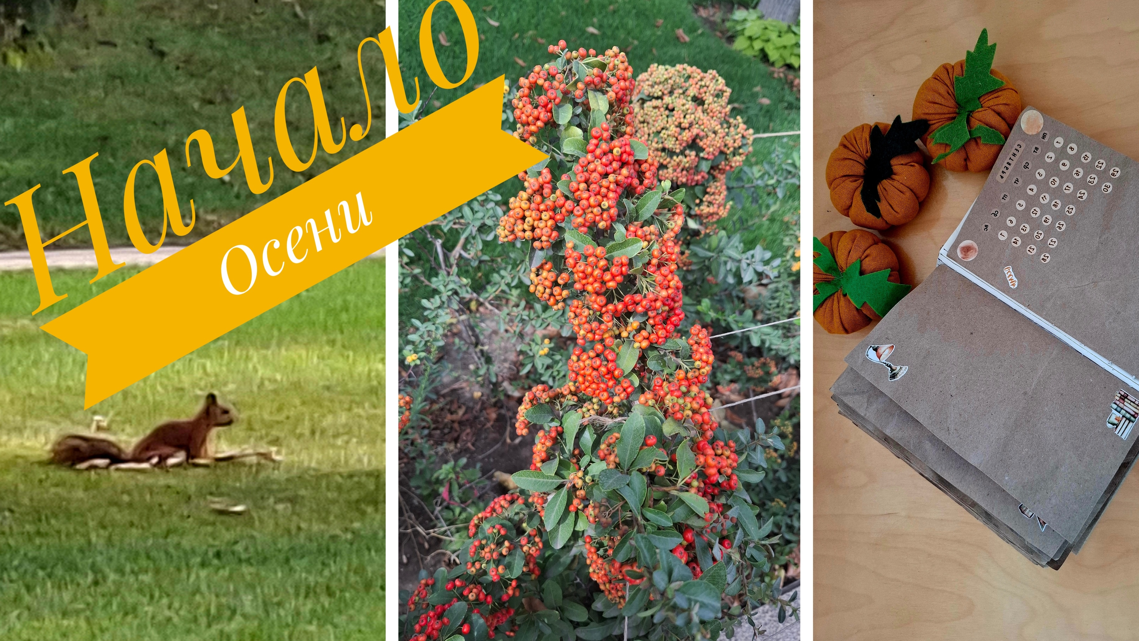 Эпизод 11 Осенние посадки в огороде и текущее рукоделье.