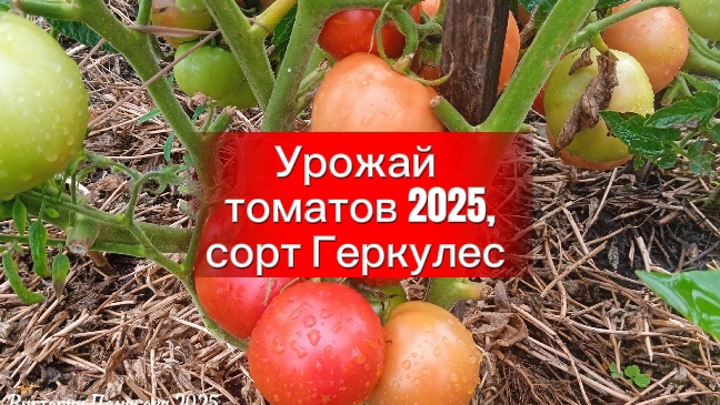 Урожай томатов 2025 в открытом грунте, мой любимый сорт Геркулес