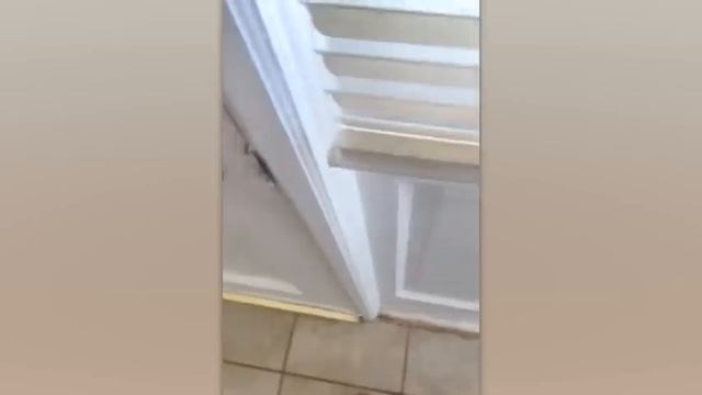 Смешные животные