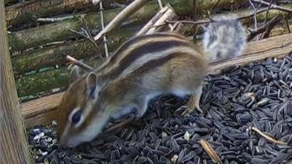 Бурундук спешит побольше набрать семечек за щеки и унести к себе