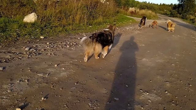 Шел, прогулка 2