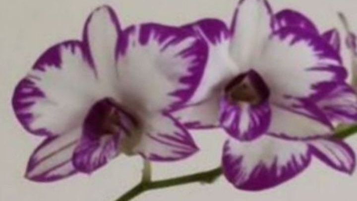 П-8.Ч-11. Дендробиум Аля сполох рост цветоноса и набухание бутонов.