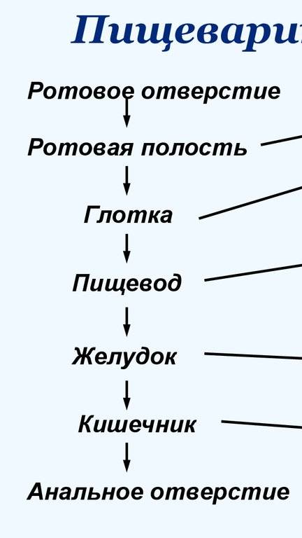 Прилет по пищеприемнику