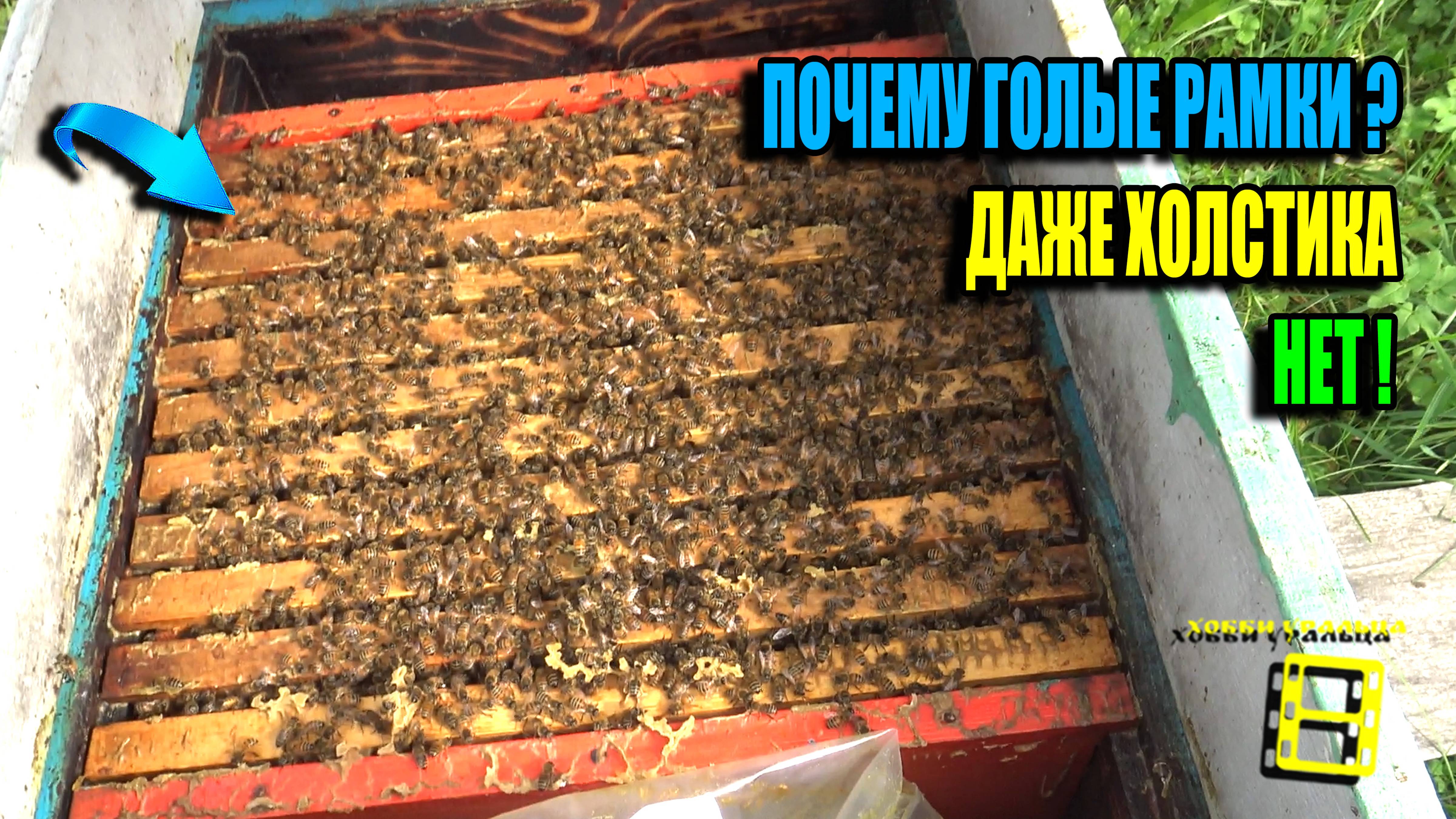 ХОЛОДНАЯ ЗИМОВКА — БУДУЩЕЕ ПЧЕЛОВОДСТВА? ПЧЕЛОВОДСТВО 25-32