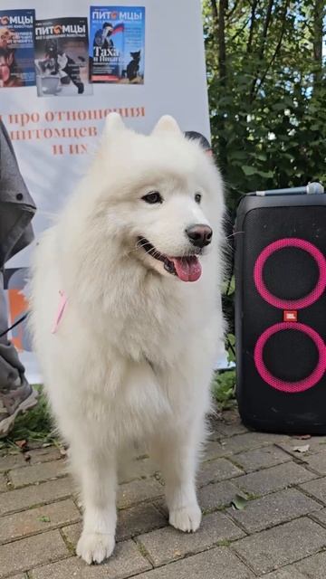 Самоед Умка - напарница Константина Хабенского