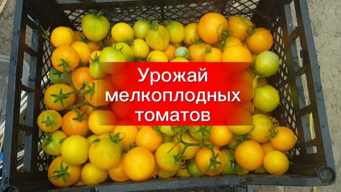 Урожай мелководных томатов в открытом грунте 2025, самый лучший и любимый сорт