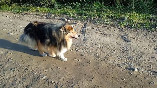 Шел, прогулка 1