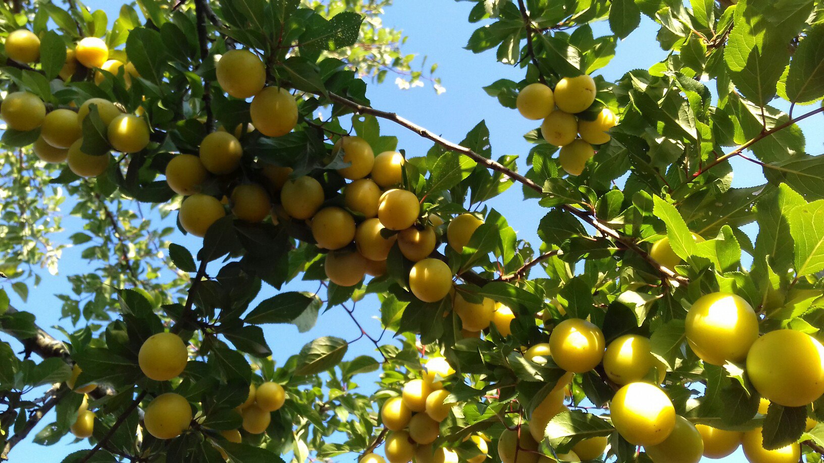 🔴 ЯНТАРНЫЙ ДЖЕМ из алычи /рецепт На глазок/