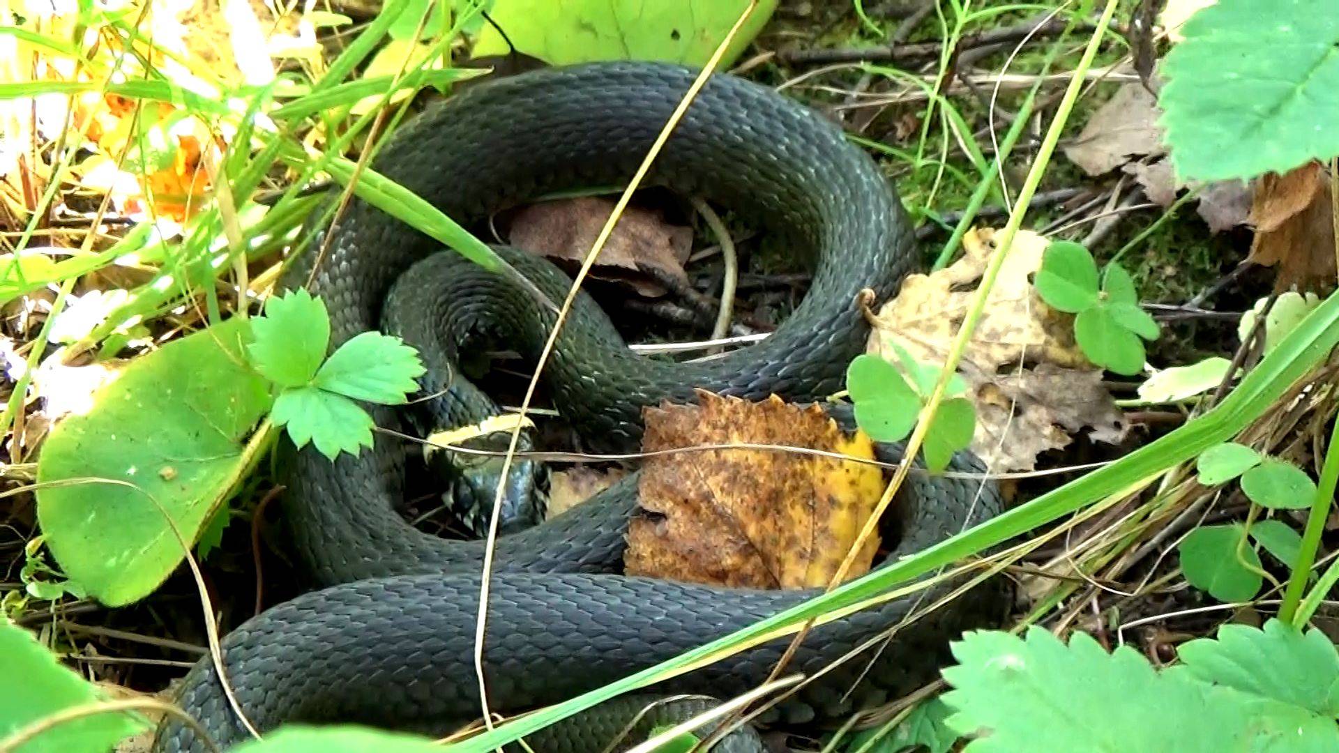 Ужик в осеннем лесу