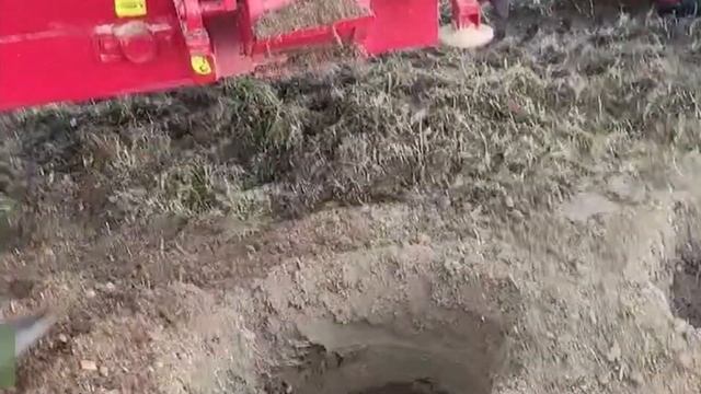 Разбрасыватель щепы и опилок F.lli.Annovi для голубики. Рабочий орган - барабан.