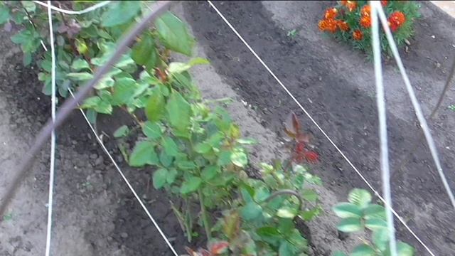 Участок в середине сентября