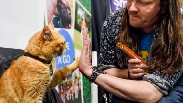 Видеообзор по книге Джеймса Боуэна «Уличный кот по имени Боб»