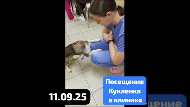 Заканчивается лечение.Результаты обалденные не смотря на диагноз:парвовирумеый энтерит.Врачи!РЕСПЕКТ