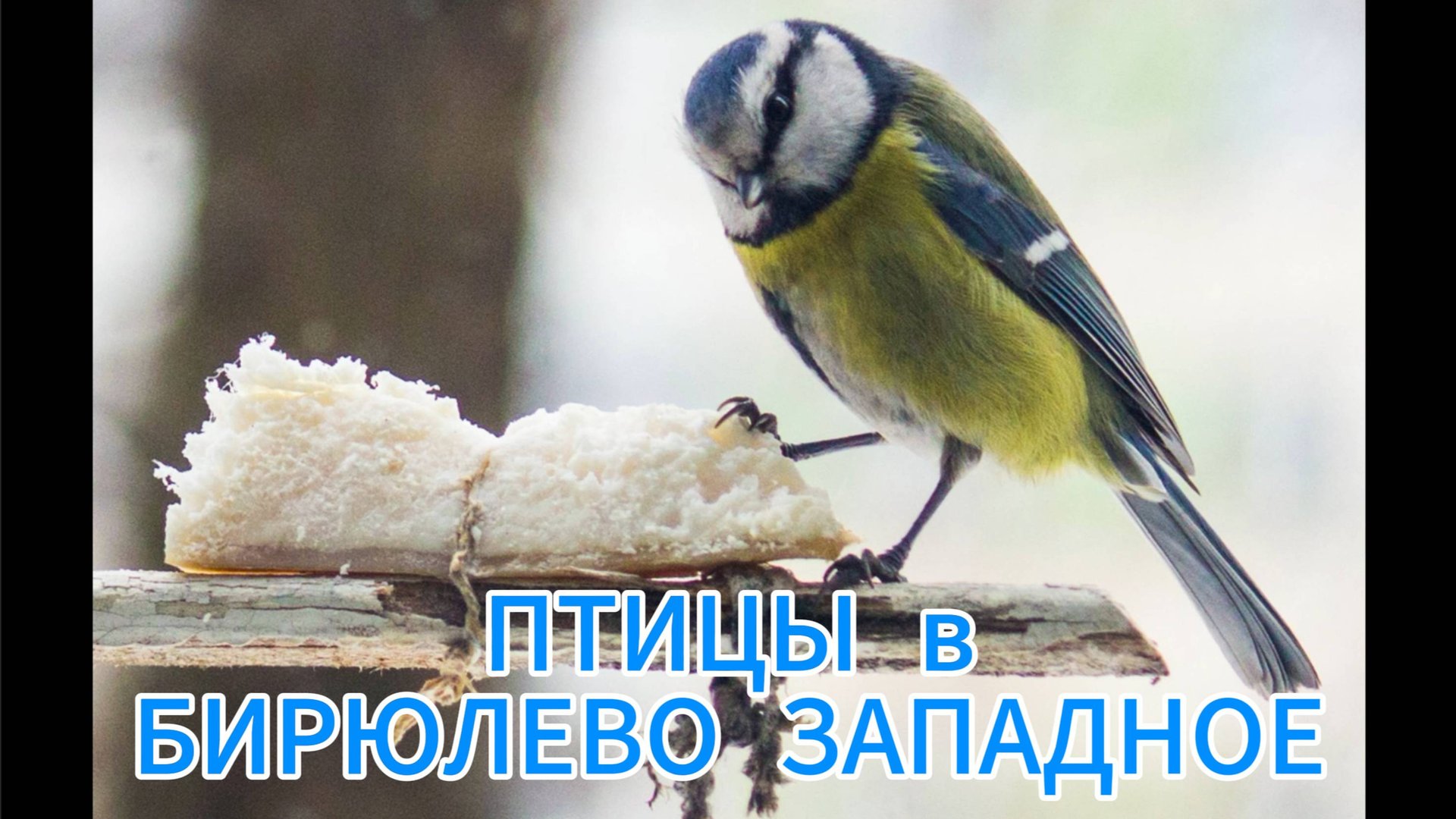 ПТИЦЫ в БИРЮЛЕВО ЗАПАДНОЕ