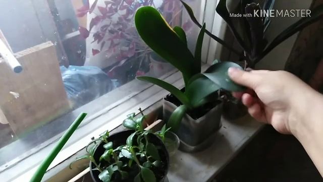 51-2018 Стройка. Пробую НЕ МОЛОКО. Мои новые жители подоконника _ЕленаПеро