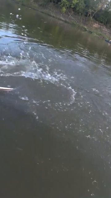 Амур на Хопре