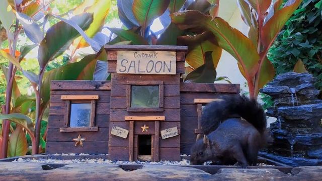 Сойки кричат- ждут -когда белочка покушает