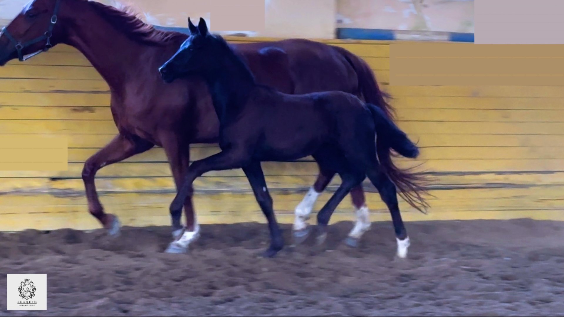 Кобылка ХУДОЖНИЦА WD, 2025 г.р. #жеребятаотHochmeister