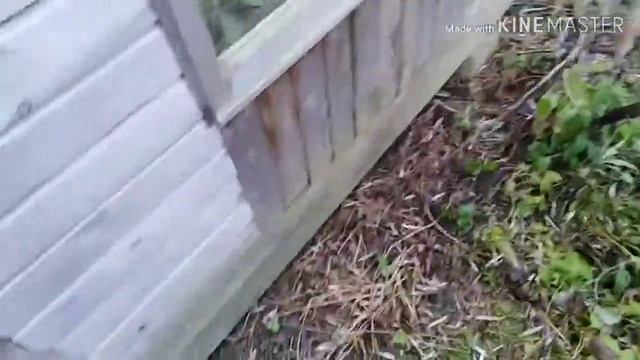 57-2018 Как ухаживать за Анютиными глазками на второй и последующие годы_ _ Elena Pero