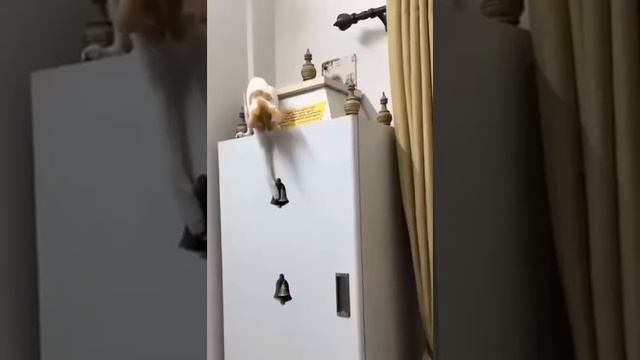 Смешные животные