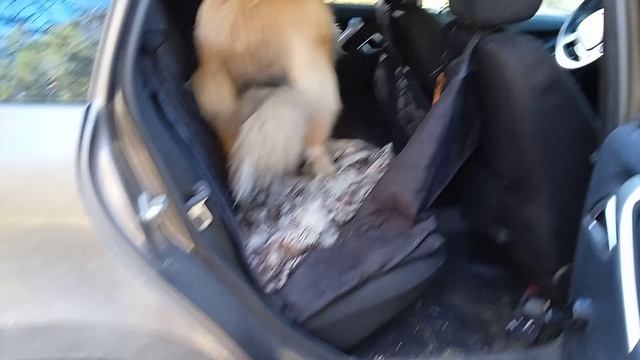 Вик научился запрыгивать в авто