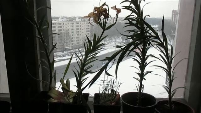 48-2017 Как там лилии_ _ Elena Pero