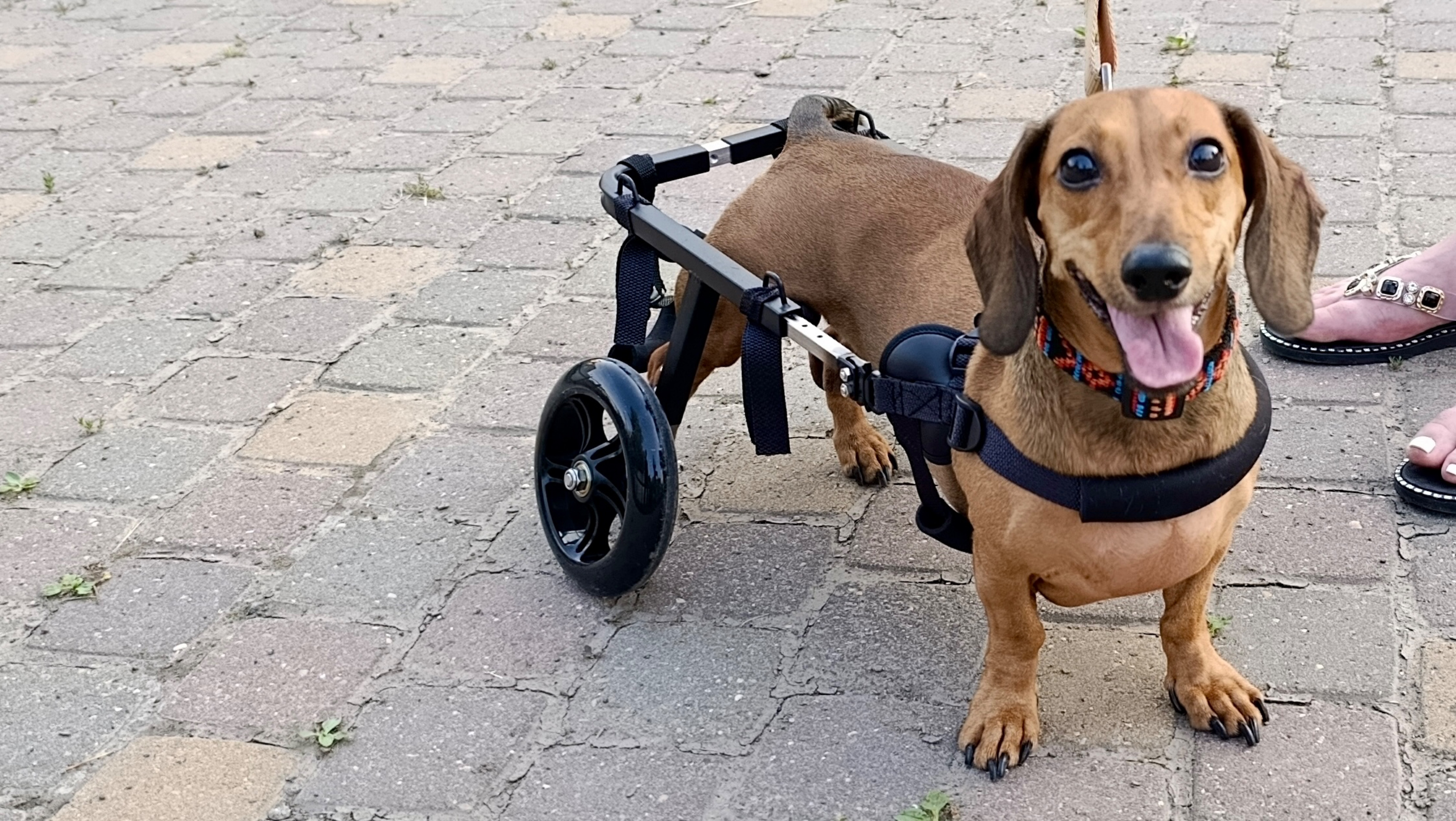 Коляска-тренажер для позитивной собаки