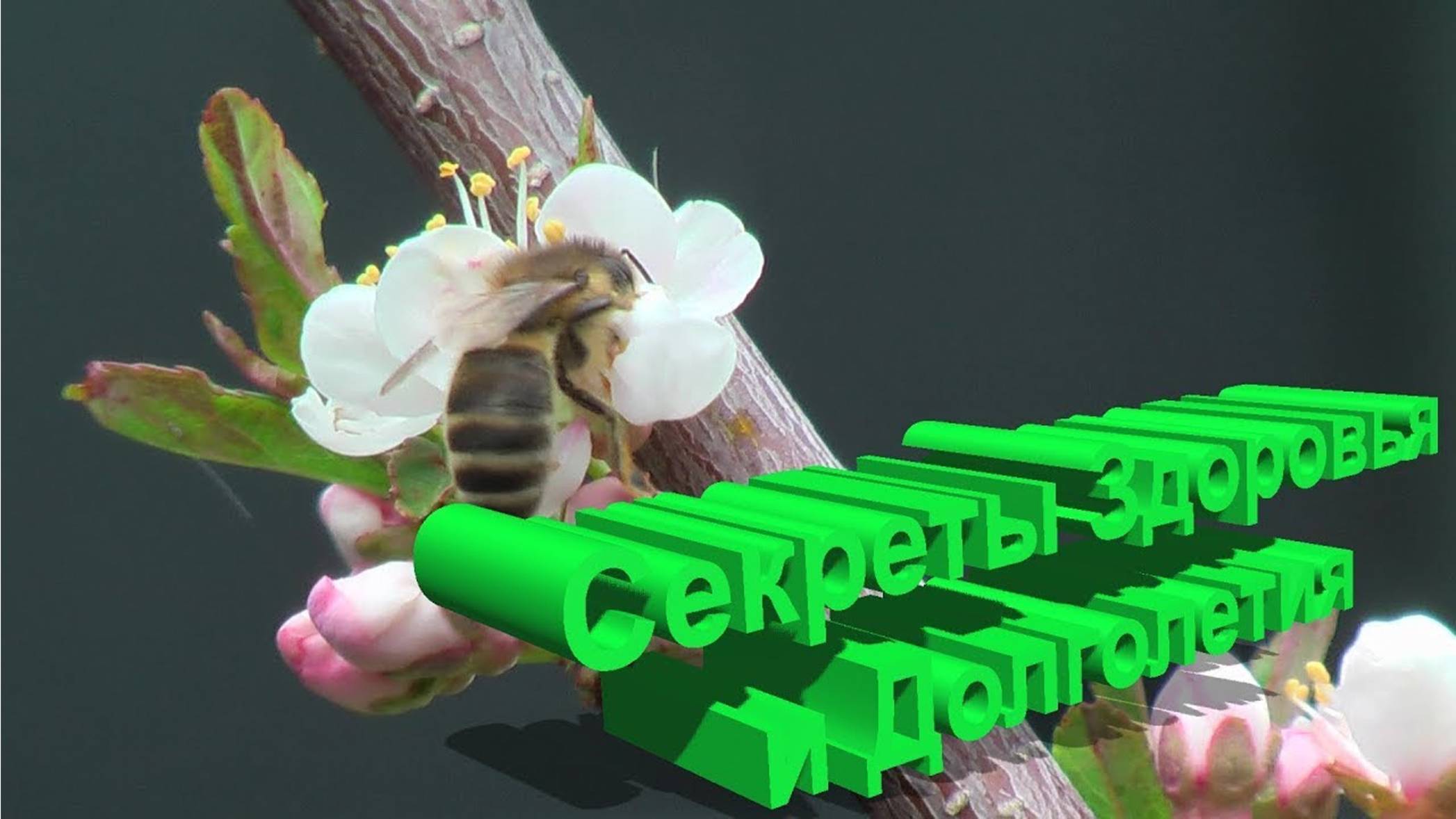 Секрет долголетия от 90-летнего профессора: Почему пчеловоды живут дольше всех?