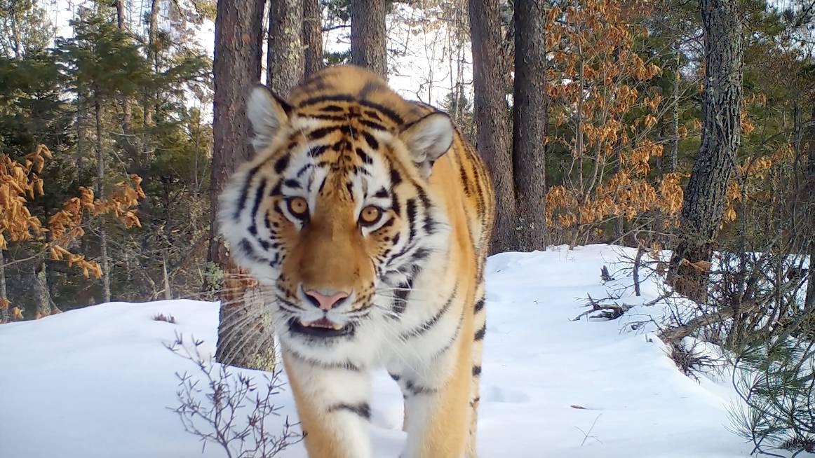 Земля амурских тигров — Сихотэ-Алинский заповедник