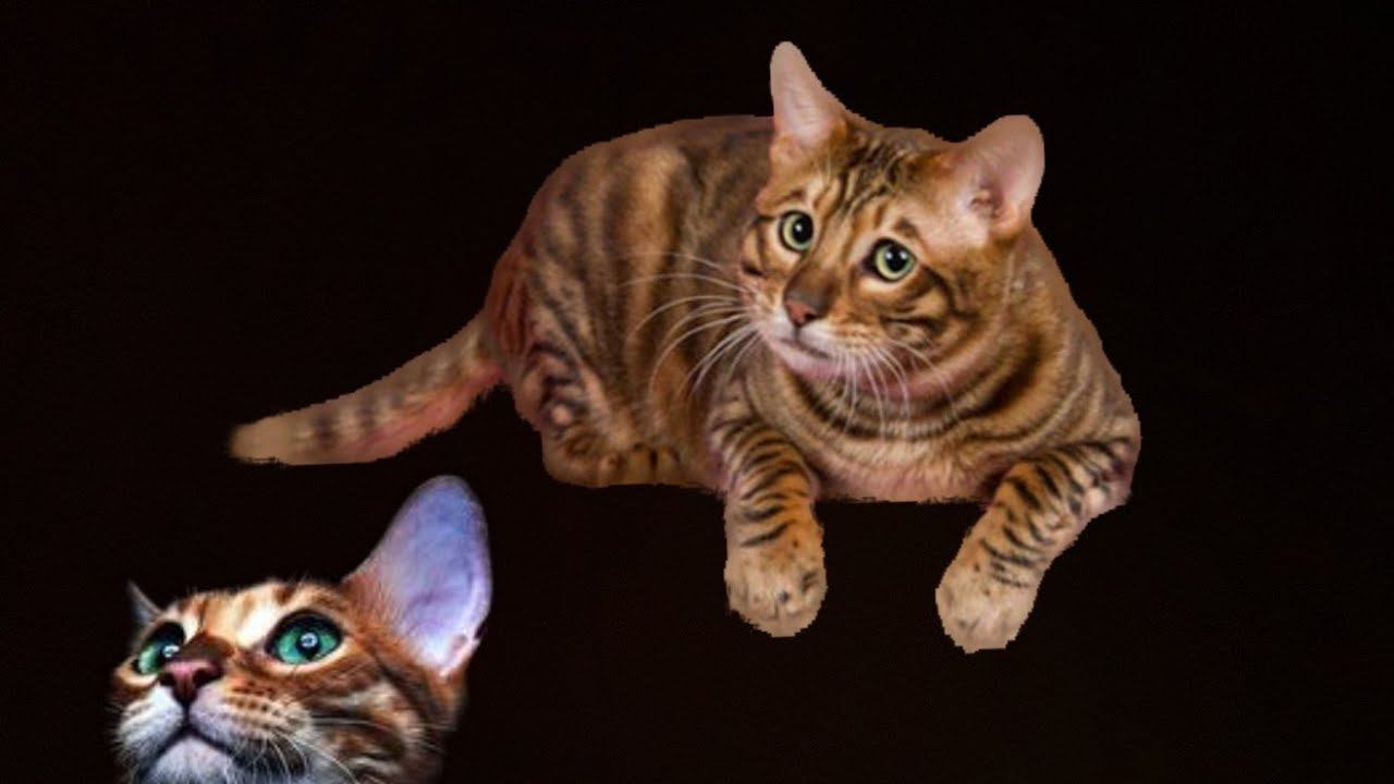 Прогулка с котом