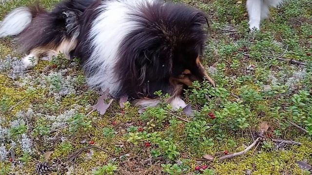 Макс ест бруснику