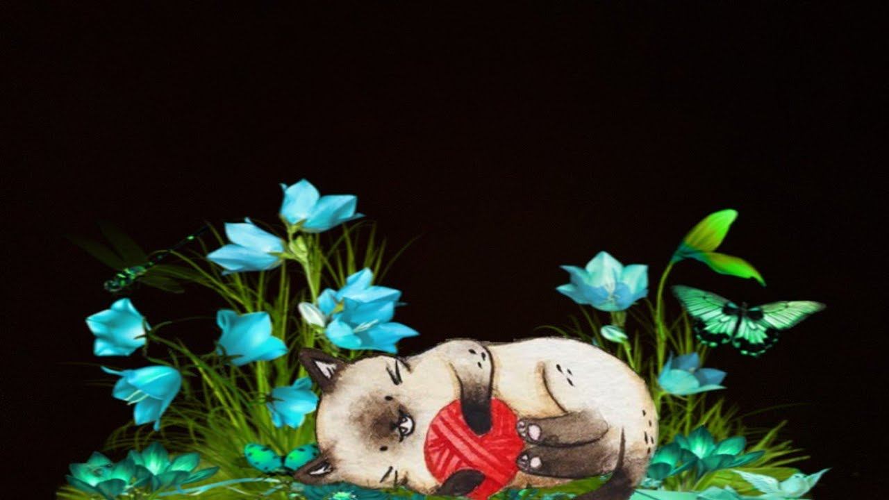 Кот гулянки