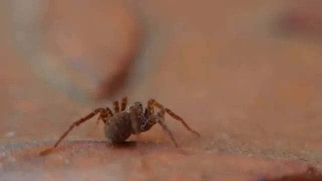 Книги Владимира Брагина «В Стране Дремучих Трав»