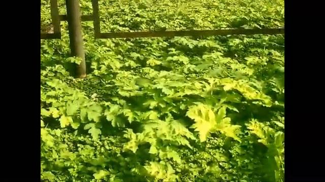 31-2016 Воспоминания о лете! Пешая прогулка по Ботаническому саду.