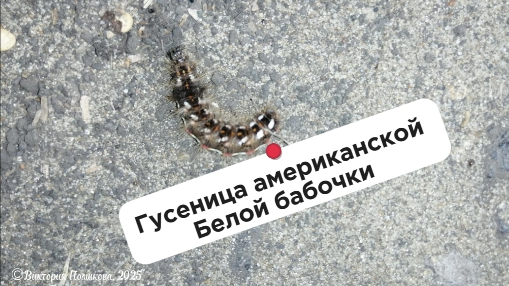 Гусеница американской белой бабочки упала со стола 😄, это опасный вредитель плодовых
