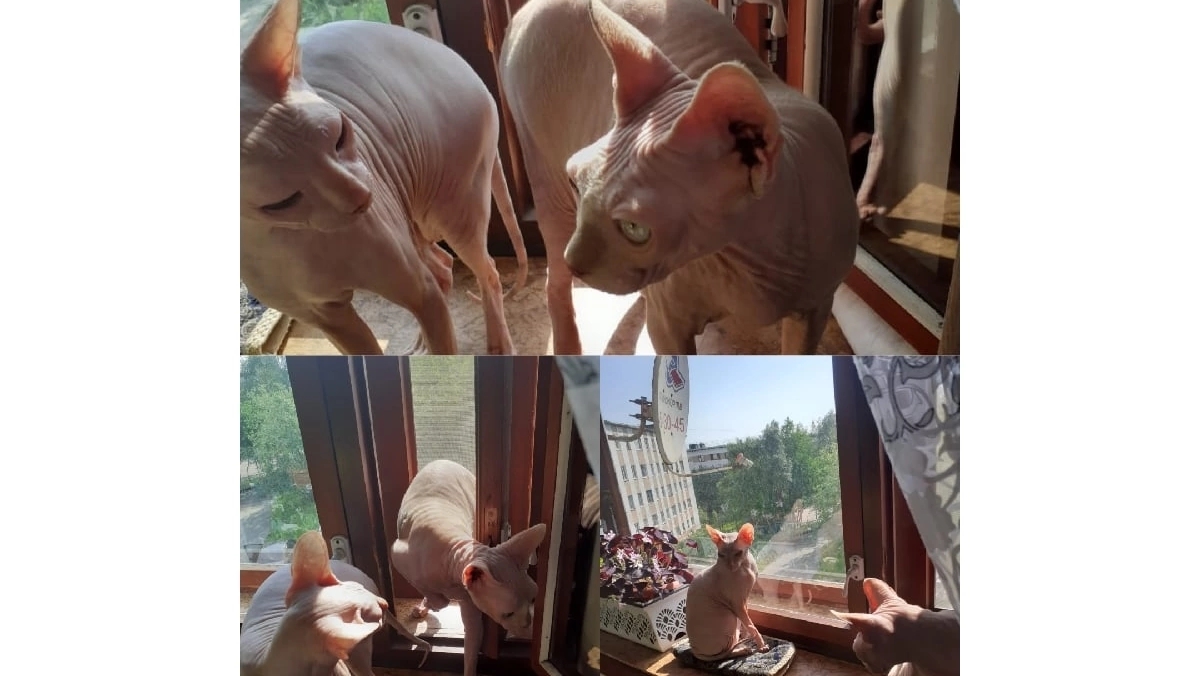 Савушка, Скрипка