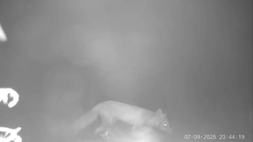 Лисица ночью в заповеднике "Кивач". 07.09.2025.