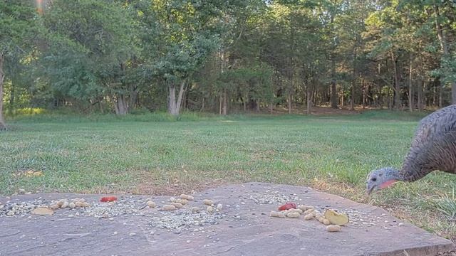 Белочки мирно кушали - прилетели ну очень большие птички